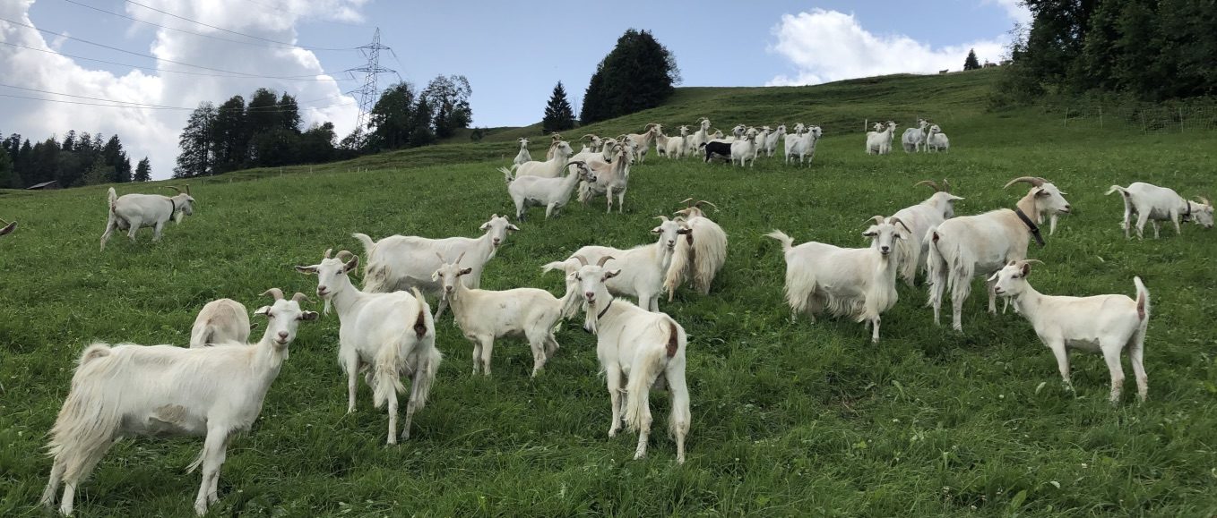 Ziegen – Alpine Cashmere Association
